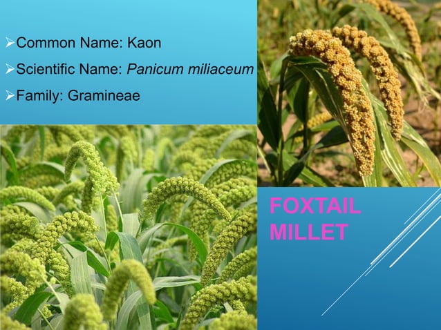 Different Types of Crop | PPTX | Gardening | Home & Garden