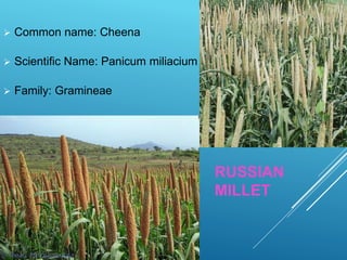 Different Types of Crop | PPTX