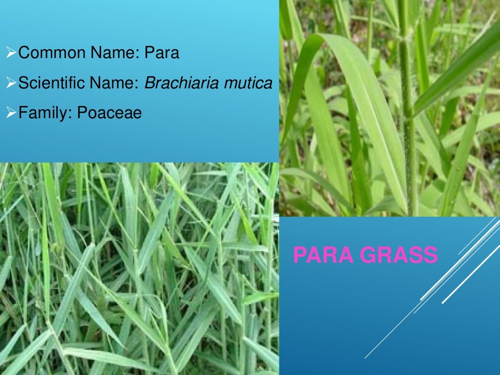 Different Types of Crop