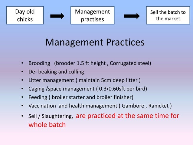 Buyback System and All in All out System in Broiler Farming.pptx ...