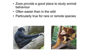 Behaviour of Zoo Animals | PPTX