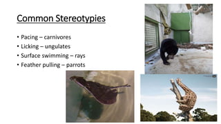 Behaviour of Zoo Animals | PPTX