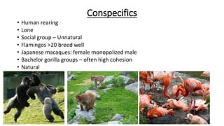 Behaviour of Zoo Animals | PPTX