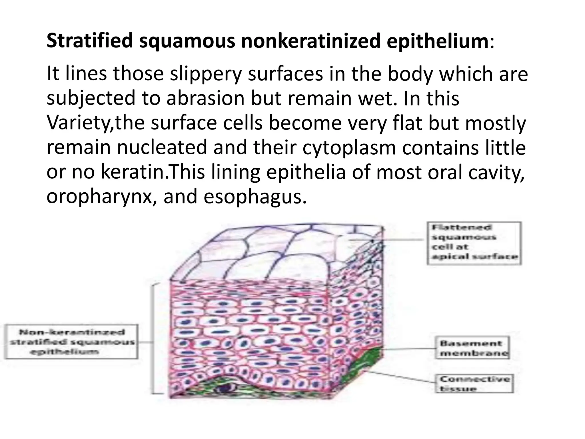 Tissue_of_body_-Epithelium.( Classification and occurence with diagram ...