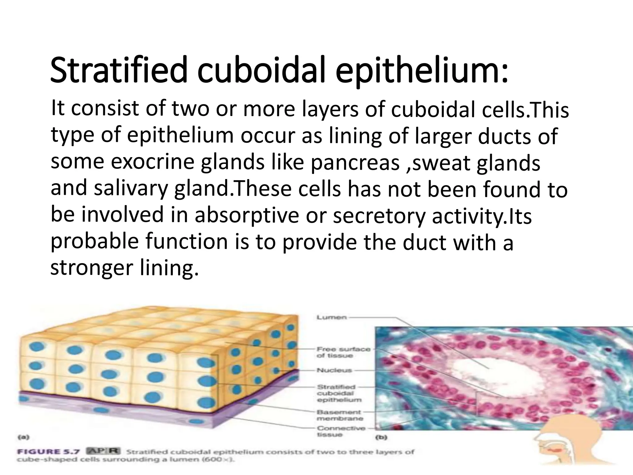 Tissue_of_body_-Epithelium.( Classification and occurence with diagram ...