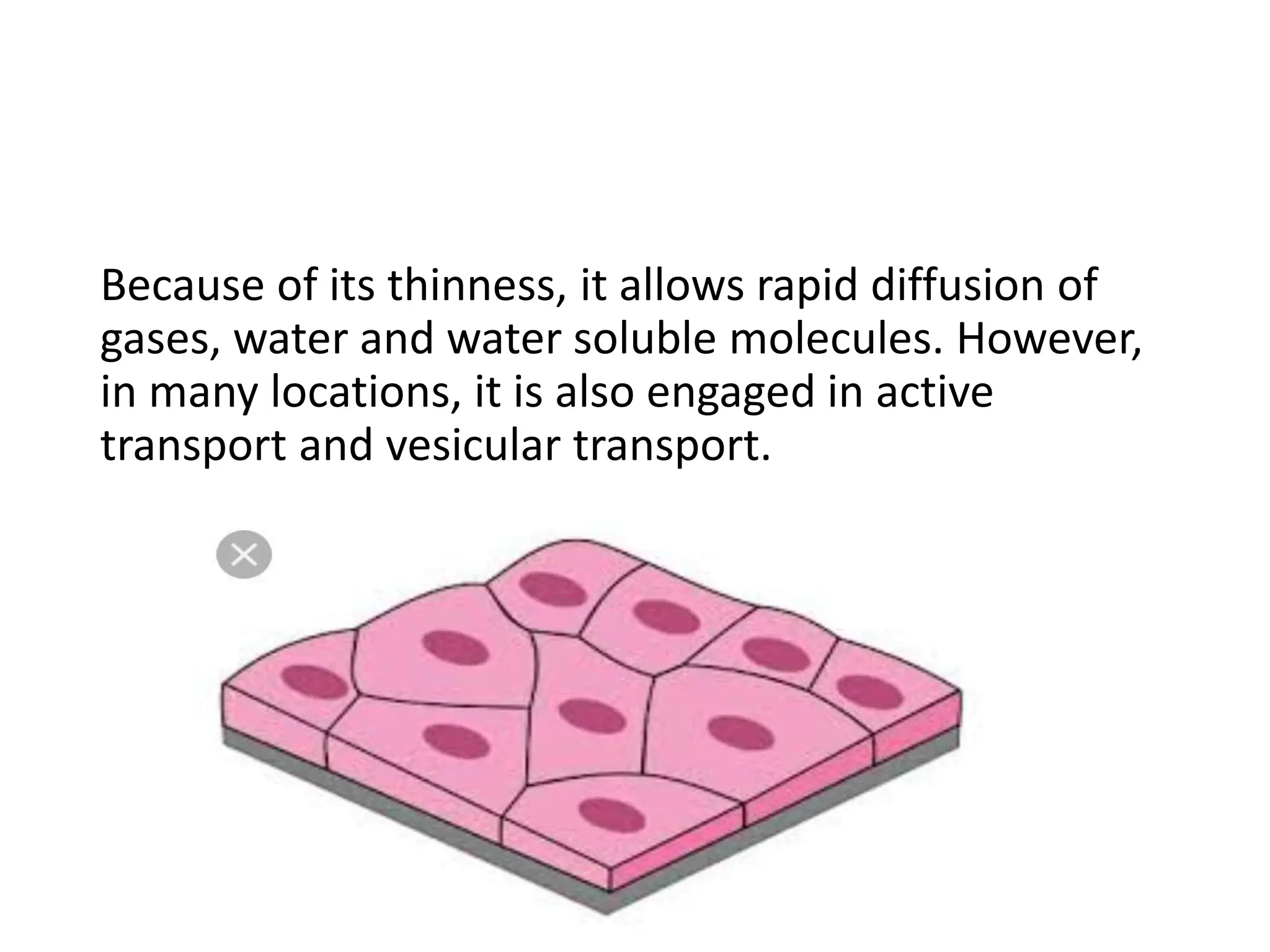 Tissue_of_body_-Epithelium.( Classification and occurence with diagram ...