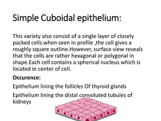 Tissue_of_body_-Epithelium.( Classification and occurence with diagram ...