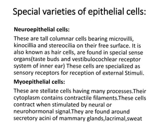 Tissue_of_body_-Epithelium.( Classification and occurence with diagram ...