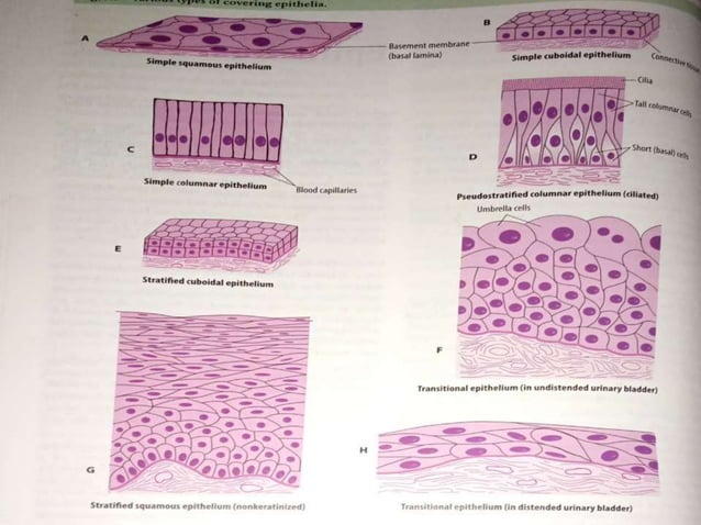 Tissue_of_body_-Epithelium.( Classification and occurence with diagram ...