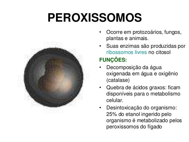 A5 introdução citológica.célula