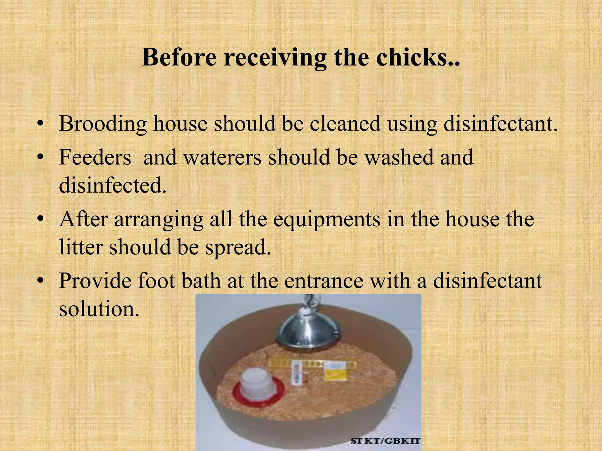 Broiler Brooder management | PPTX | Birds | Pets