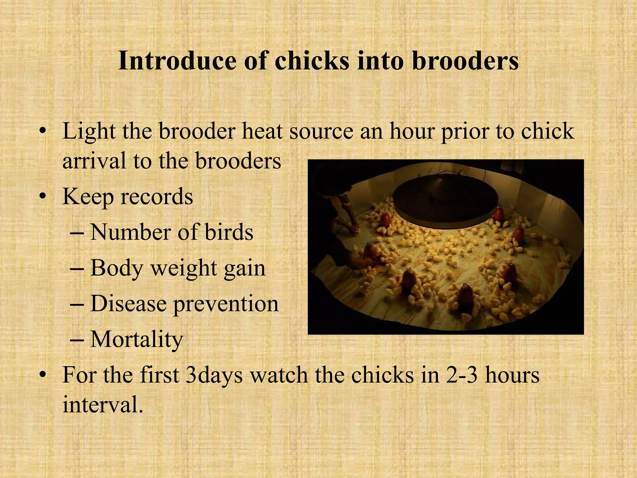 Broiler Brooder management | PPTX | Birds | Pets