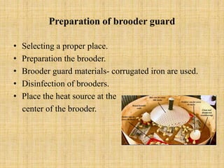Broiler Brooder management | PPTX | Birds | Pets