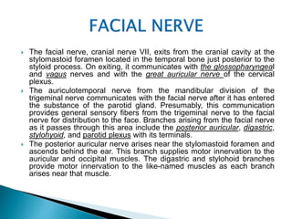 16 parotid bed | PPTX