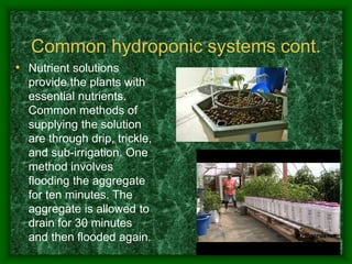 A6 1 understanding hydroponics | PPT