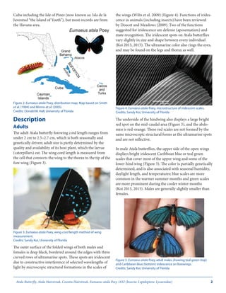 Koi & Hall Atala butterfly Feature Creature PDF | PDF | Birdwatching ...