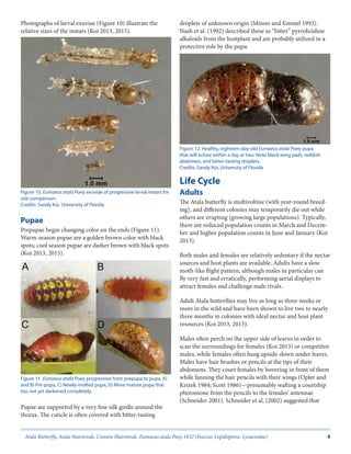 Koi & Hall Atala butterfly Feature Creature PDF | PDF