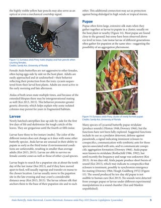 Koi & Hall Atala butterfly Feature Creature PDF | PDF