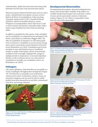 Koi & Hall Atala butterfly Feature Creature PDF | PDF