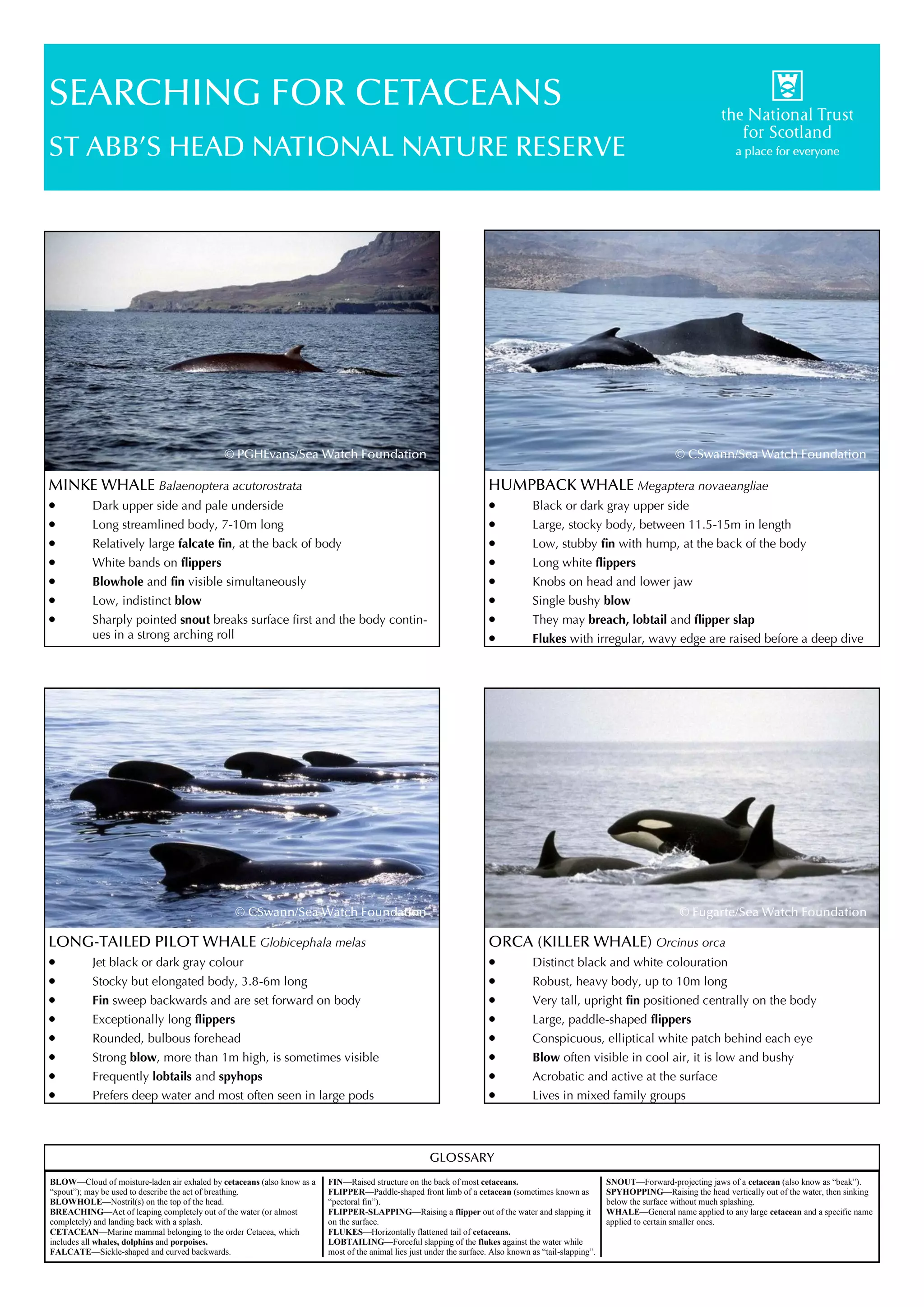 Cetacean Guide St Abb's Head NNR | PDF