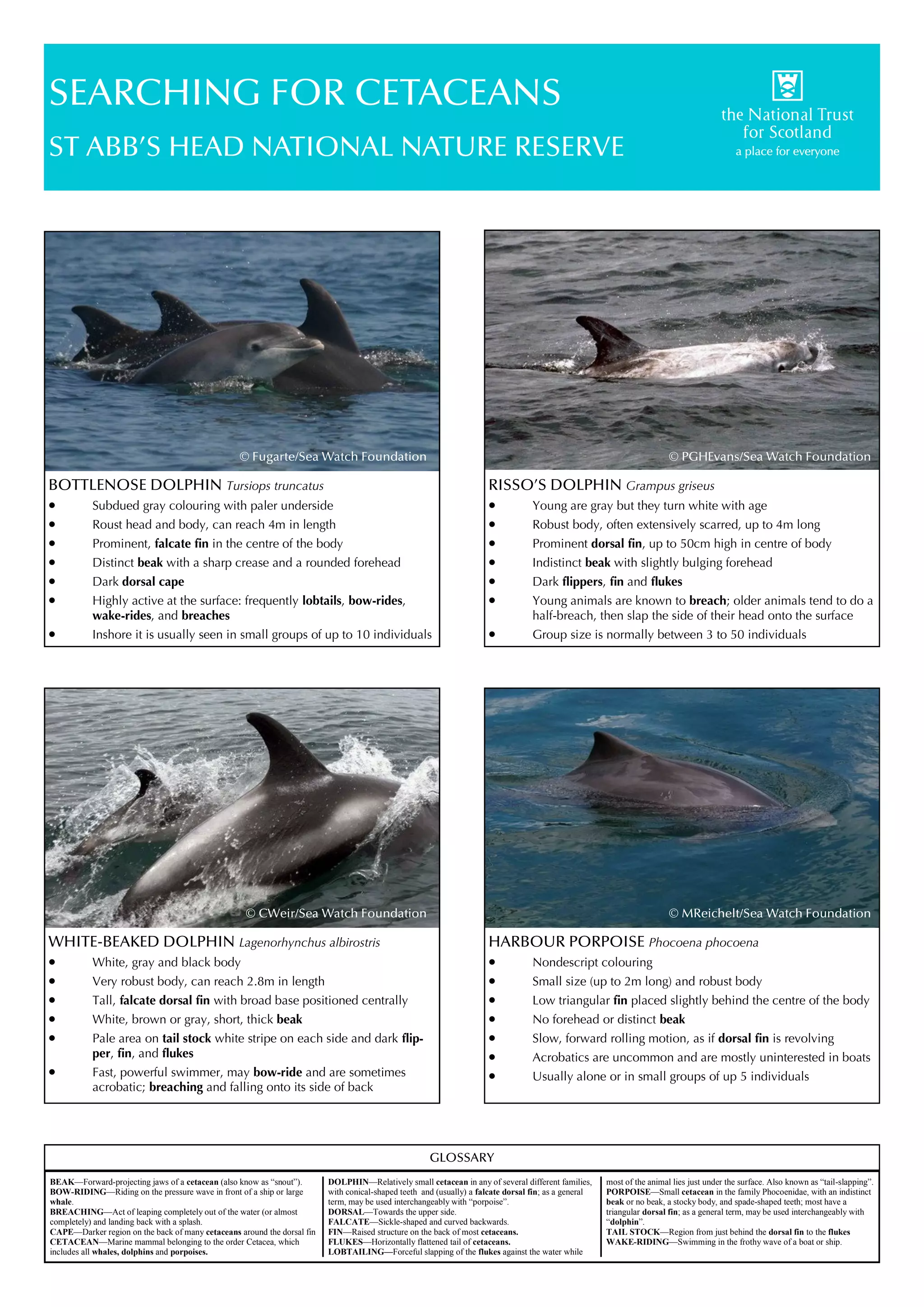 Cetacean Guide St Abb's Head NNR | PDF | Zoos & Aquariums | Attractions