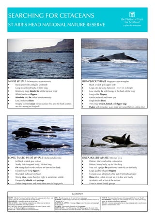 Cetacean Guide St Abb's Head NNR | PDF | Zoos & Aquariums | Attractions