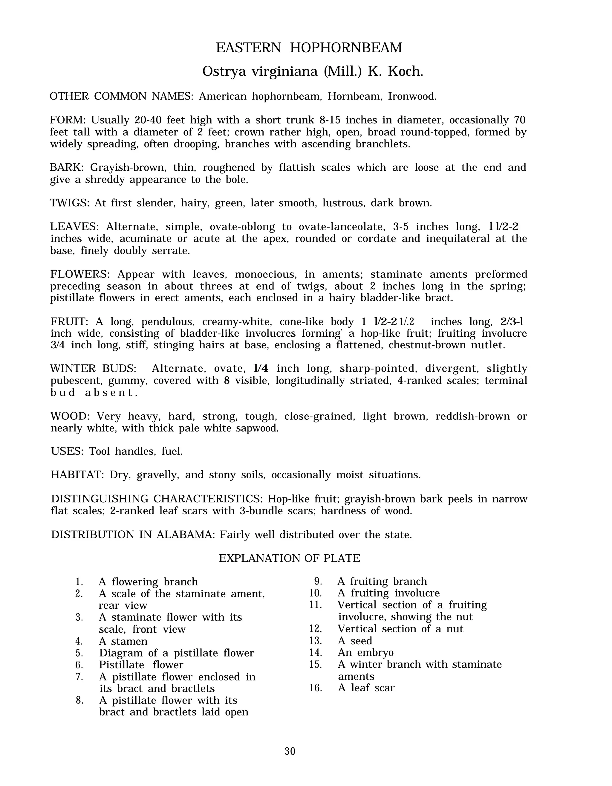 Eastern hophornbeam | PDF