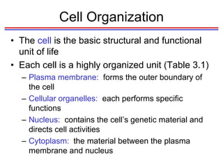 3_Cell.ppt