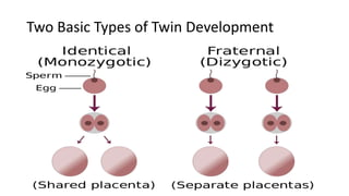 TWIN GENETICS ppt 2010 | PPTX