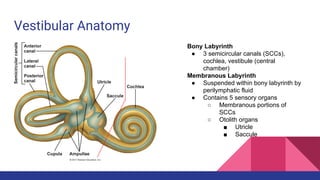 Vestibular Presentation | PDF