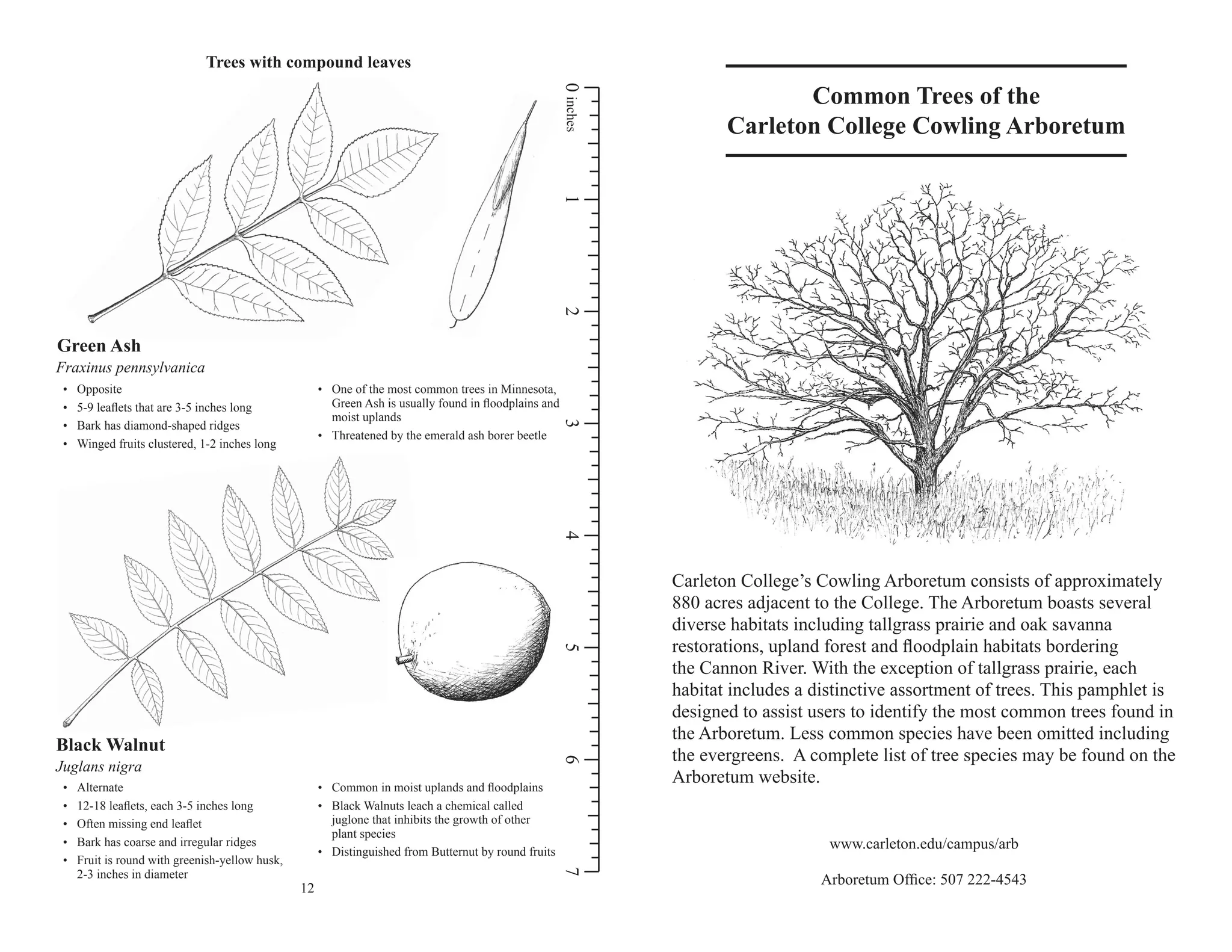 2012CarletonArboretumTreePamphlet | PPT