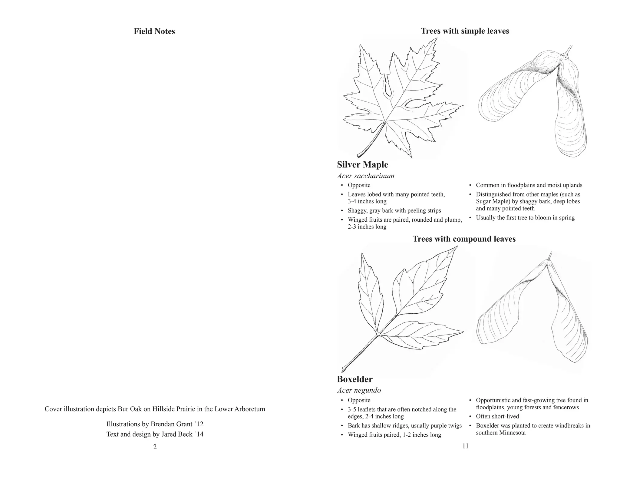 2012CarletonArboretumTreePamphlet | PPT