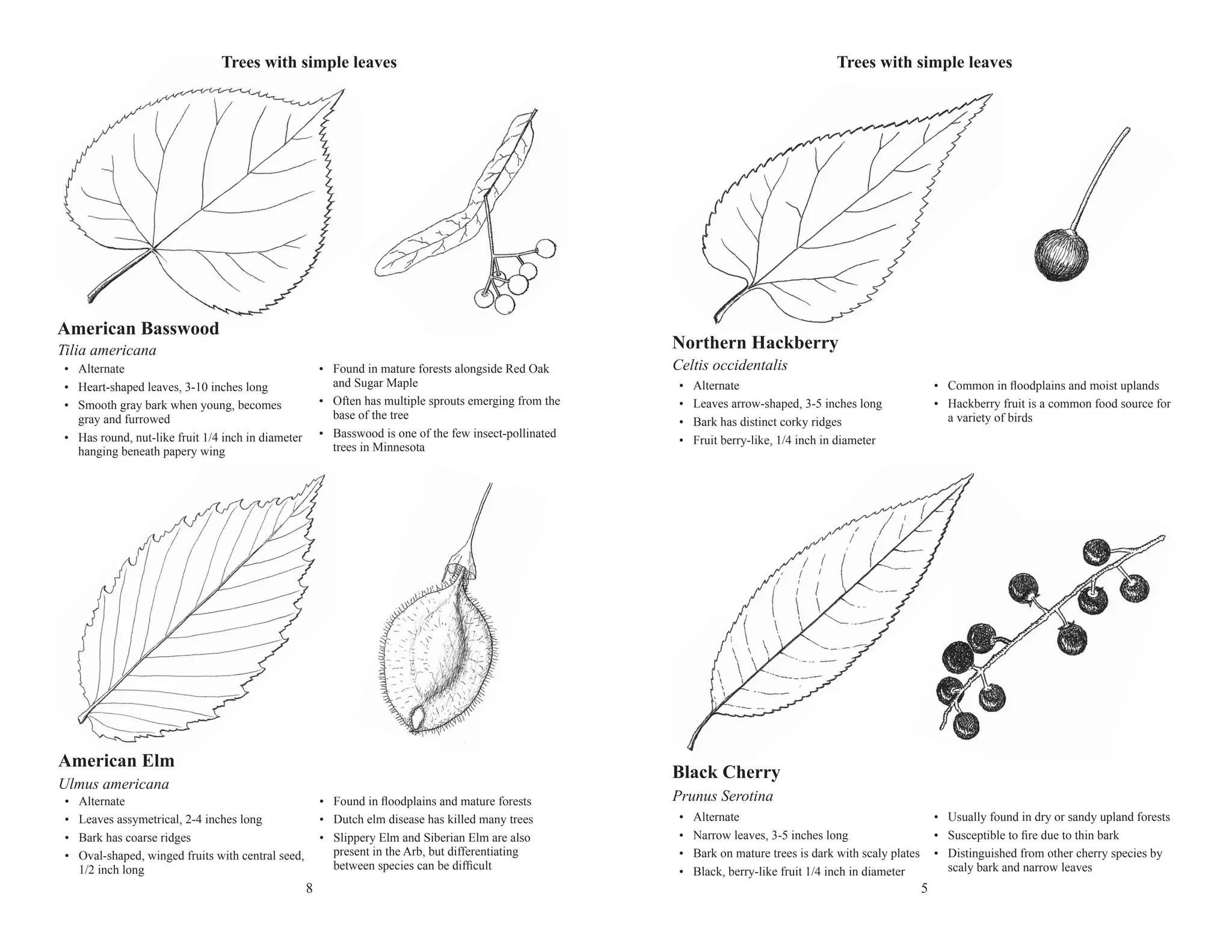 2012CarletonArboretumTreePamphlet | PPT