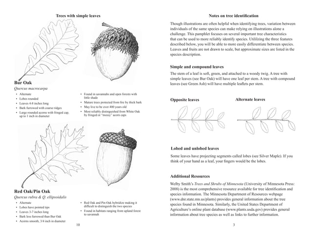 2012carletonarboretumtreepamphlet Ppt 
