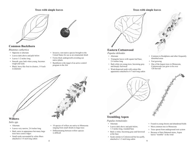 2012CarletonArboretumTreePamphlet | PPT