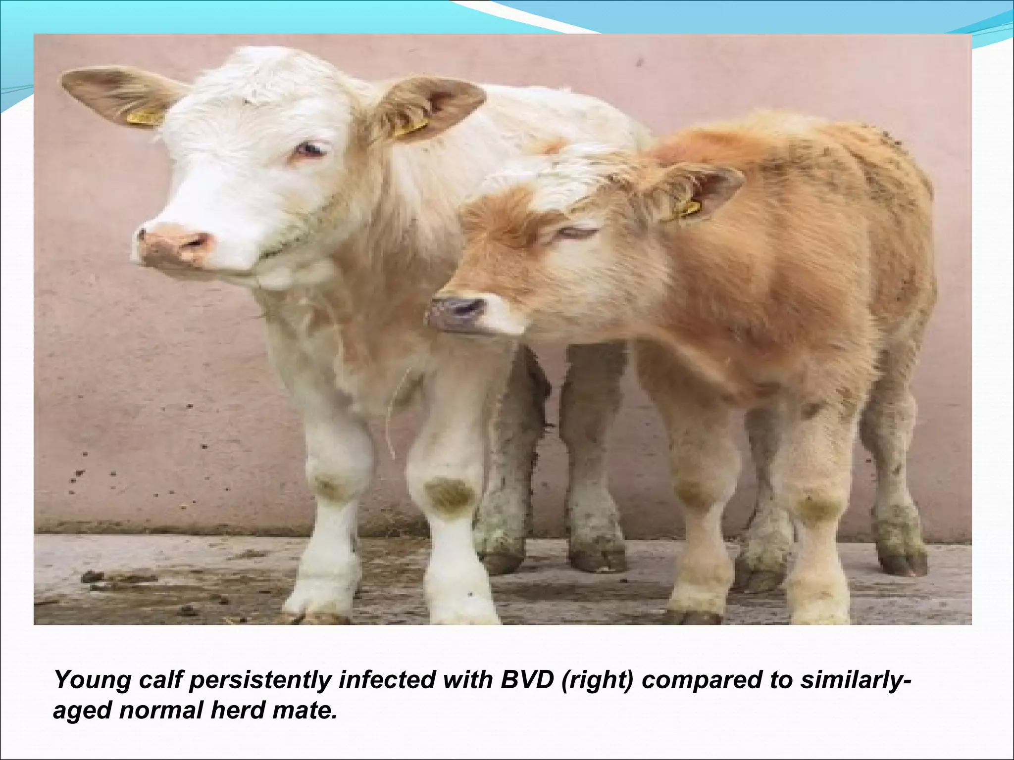 Bovine Viral Diarrhea | PPT