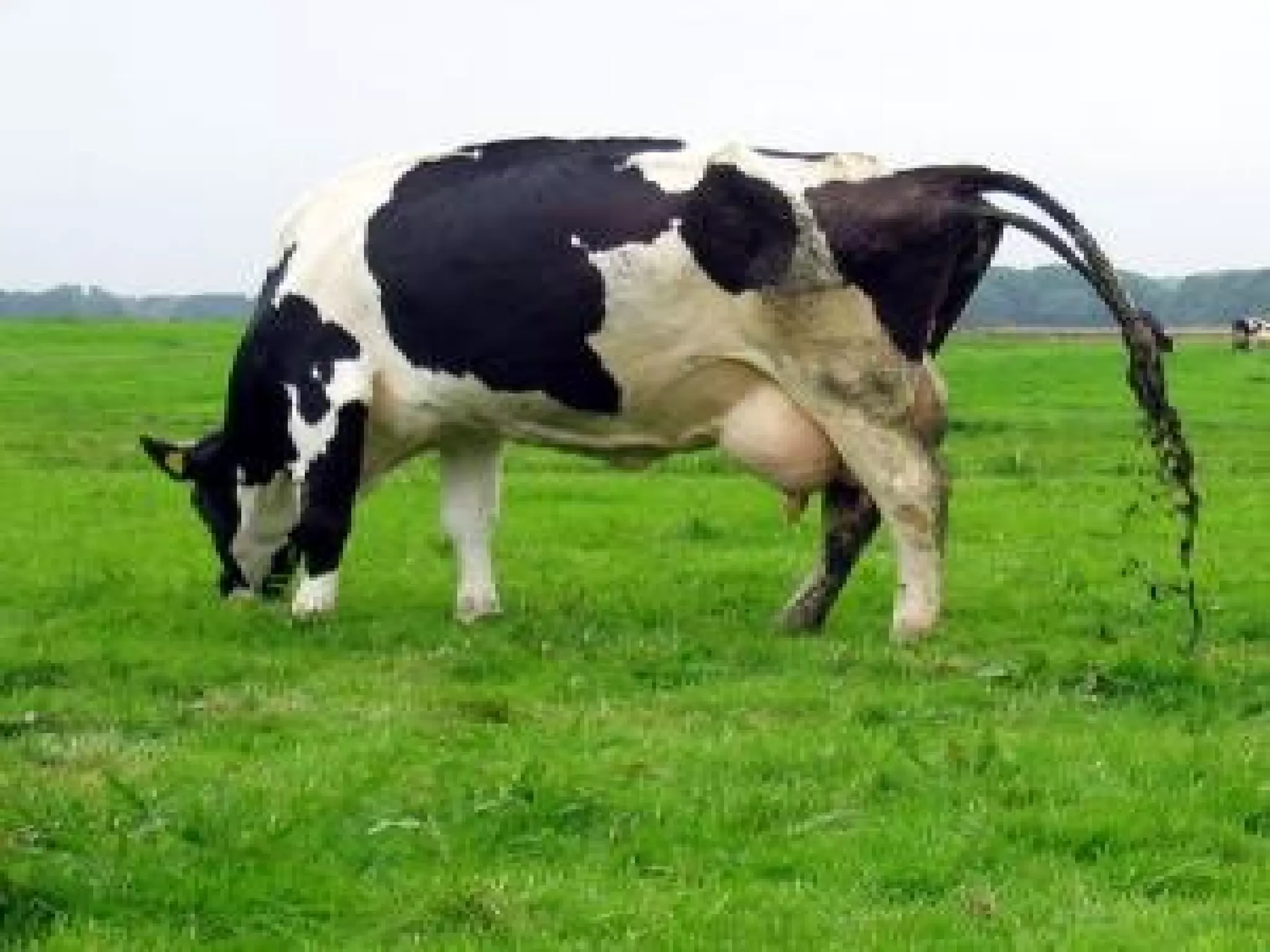 Bovine Viral Diarrhea | PPT