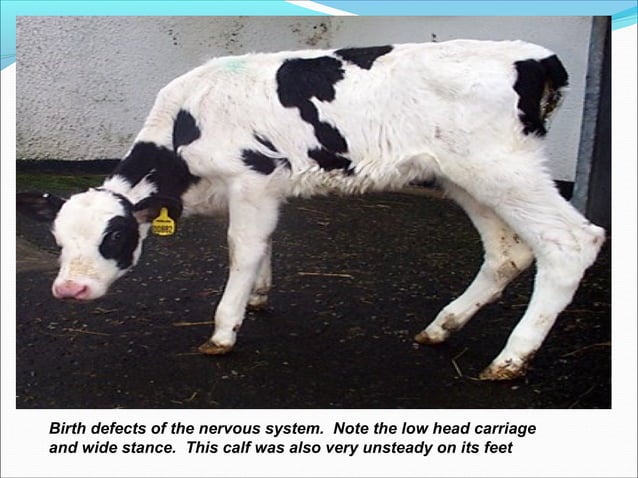 Bovine Viral Diarrhea | PPT