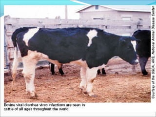 Bovine Viral Diarrhea | PPT