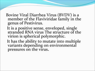 Bovine Viral Diarrhea | PPT