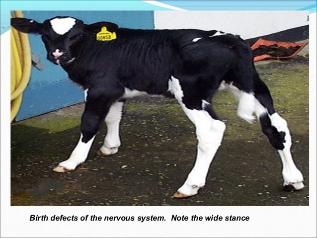Bovine Viral Diarrhea