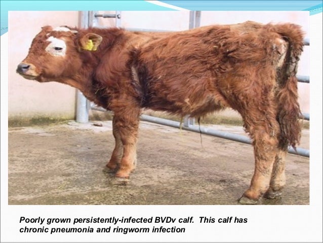 Bovine Viral Diarrhea