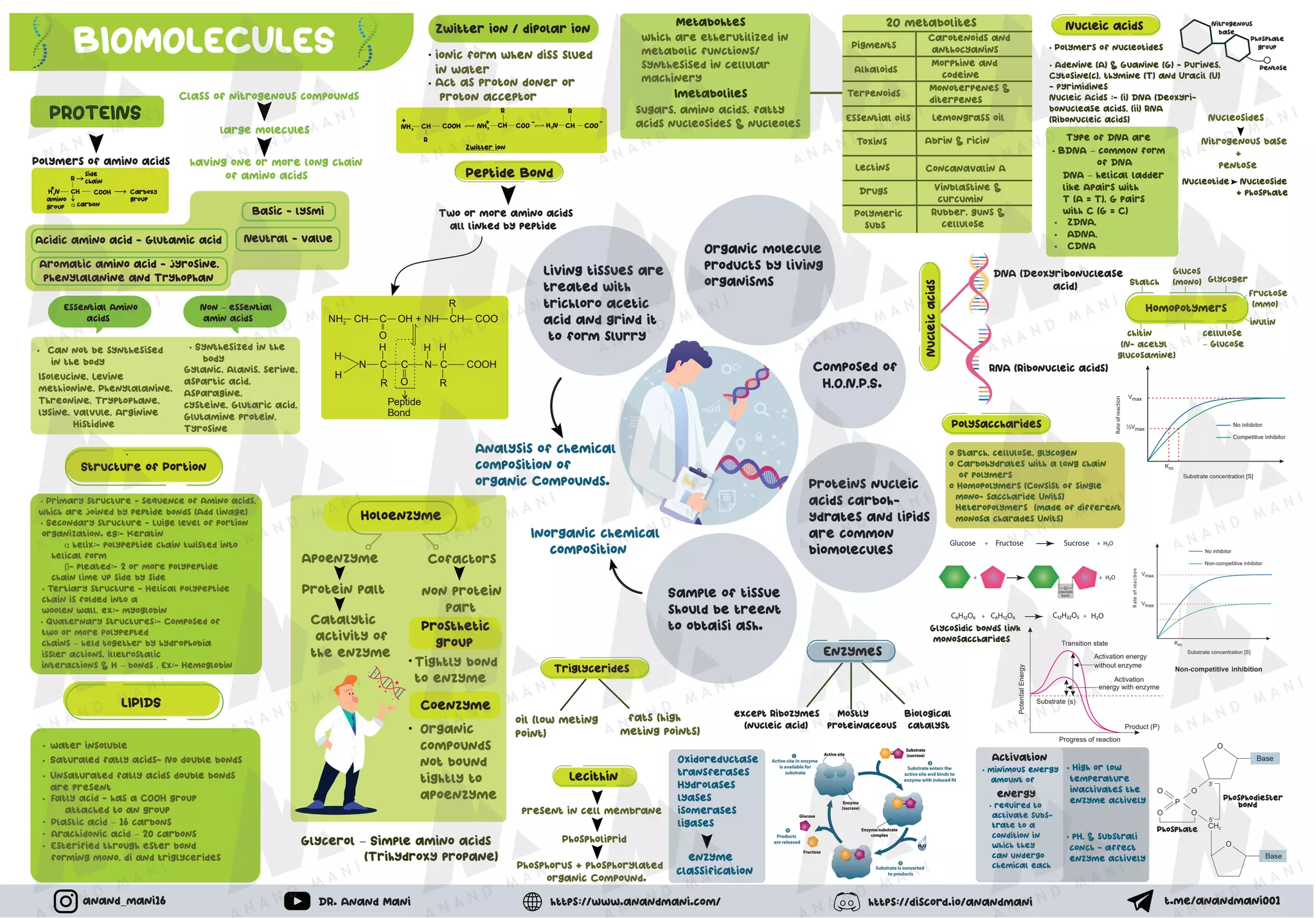 A9 biomolecules mind map.pdf