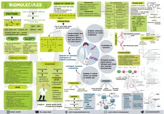 A9 biomolecules mind map.pdf