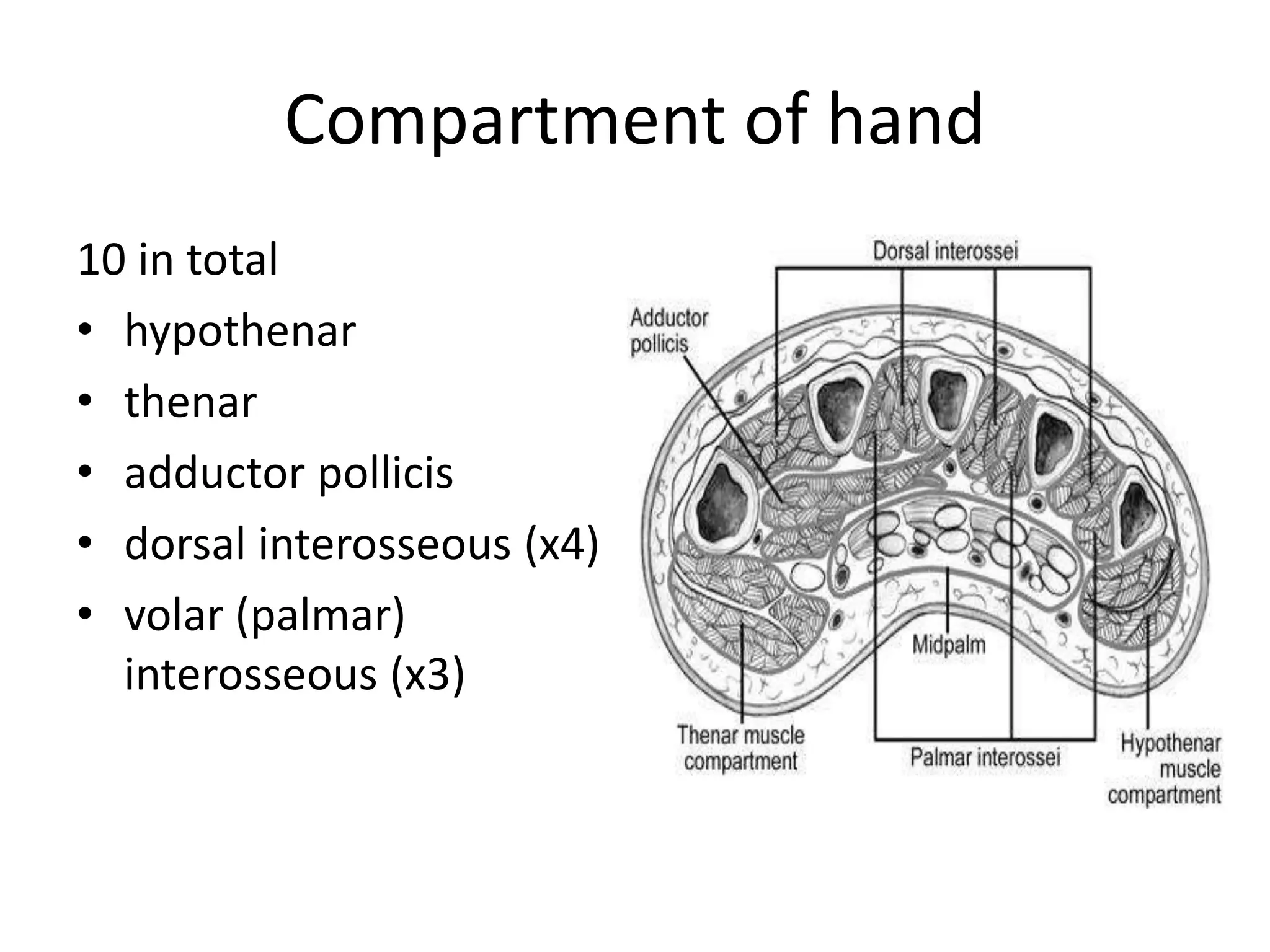 Compartment_Syndrome_CME-1.pptx | Death, Injury, or Military Conflict ...