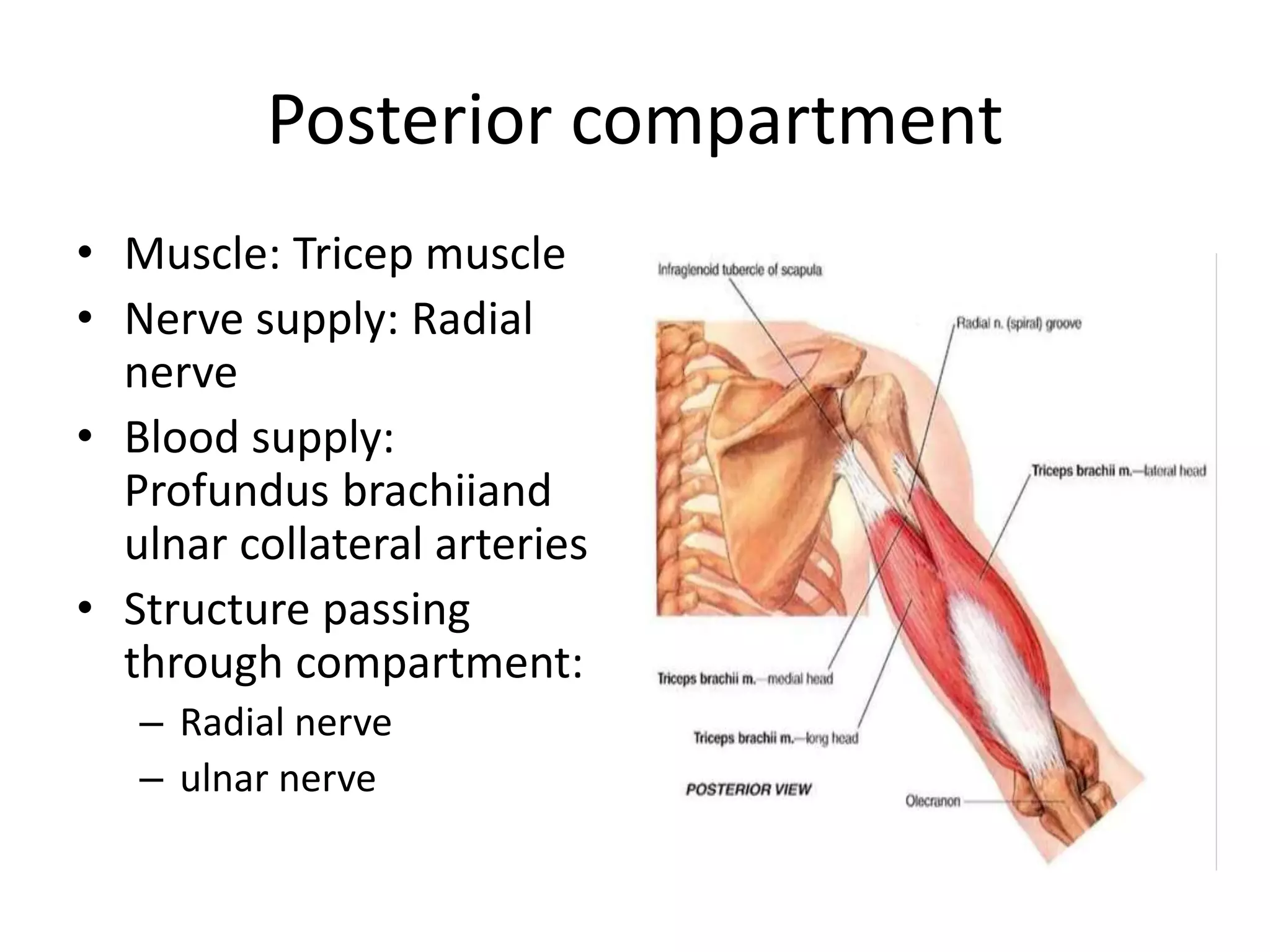 Compartment_Syndrome_CME-1.pptx | Death, Injury, or Military Conflict ...