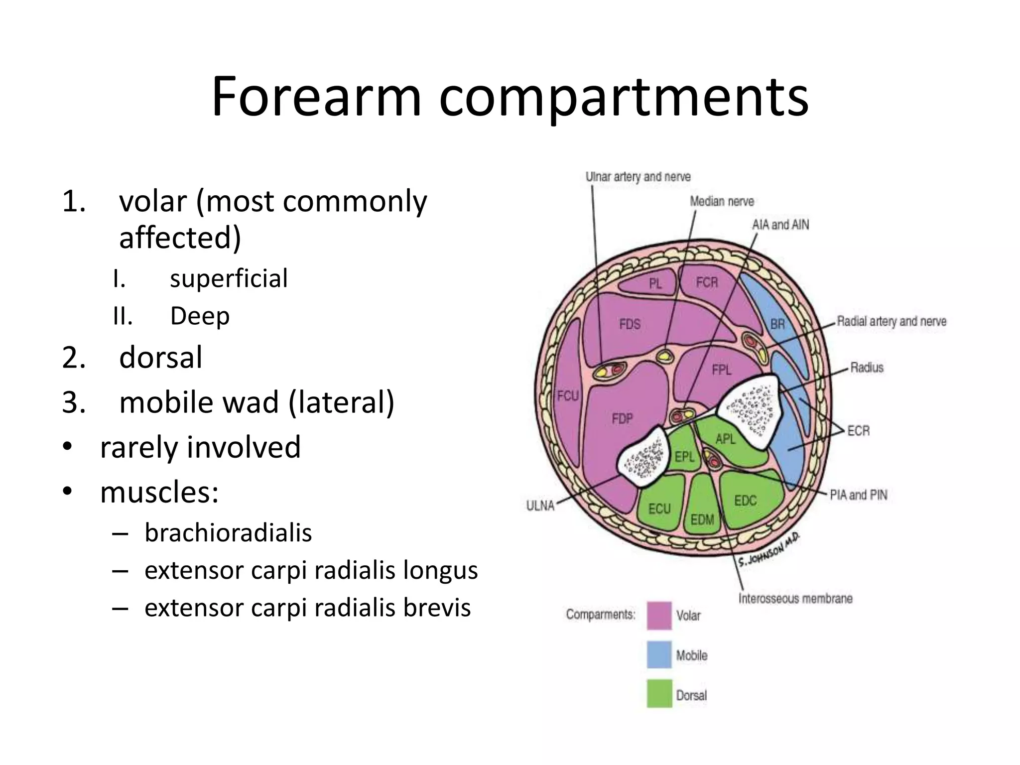 Compartment_Syndrome_CME-1.pptx | Death, Injury, or Military Conflict ...