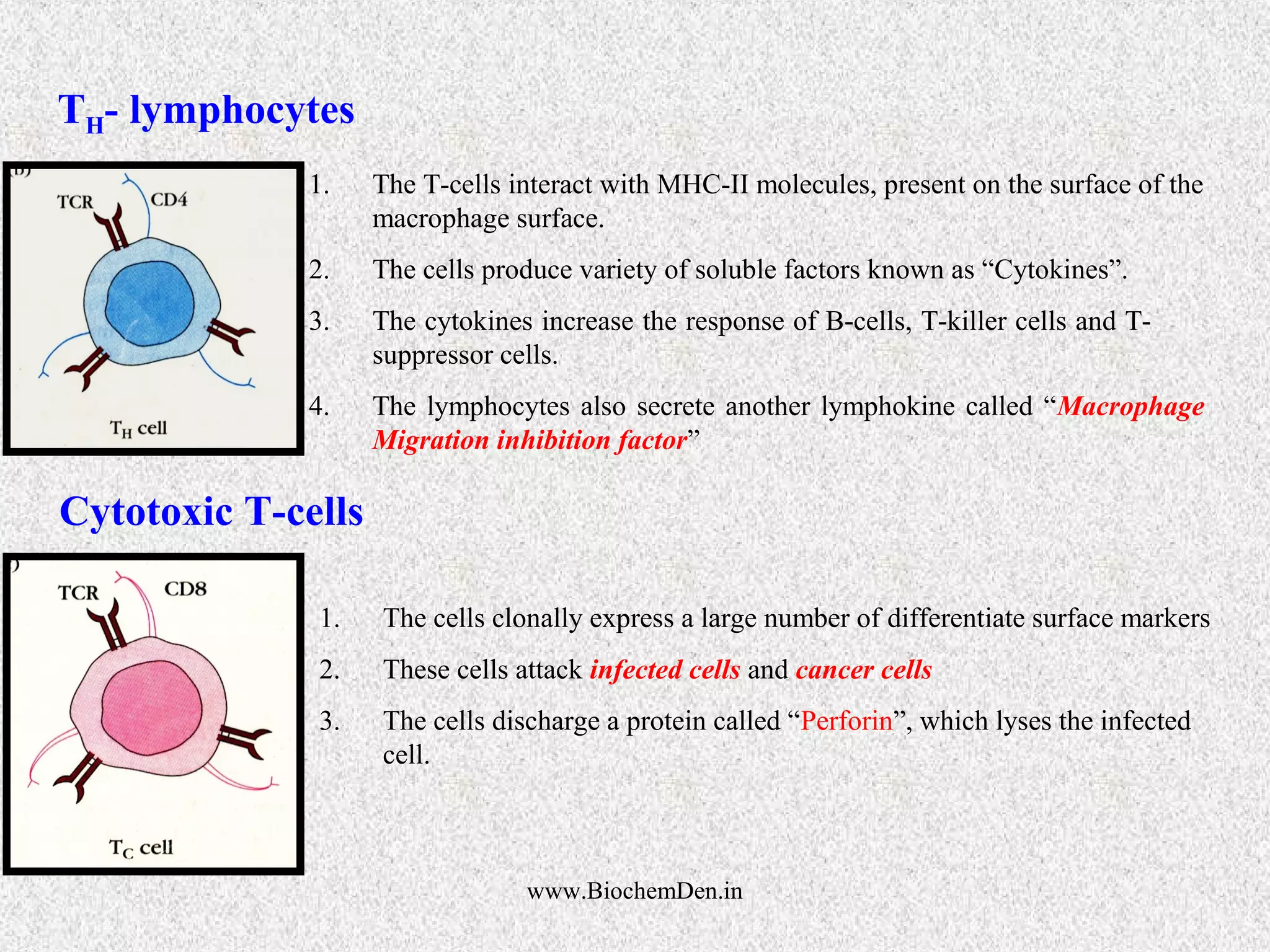 Cells of the immune system | PPT