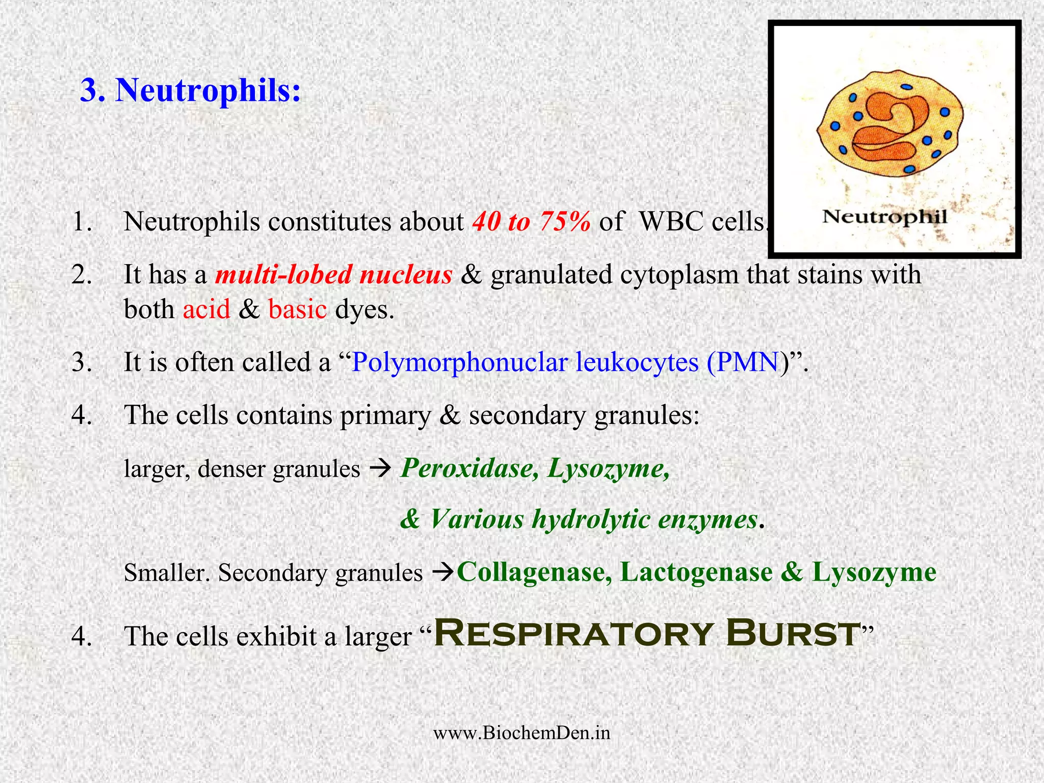 Cells of the immune system | PPT