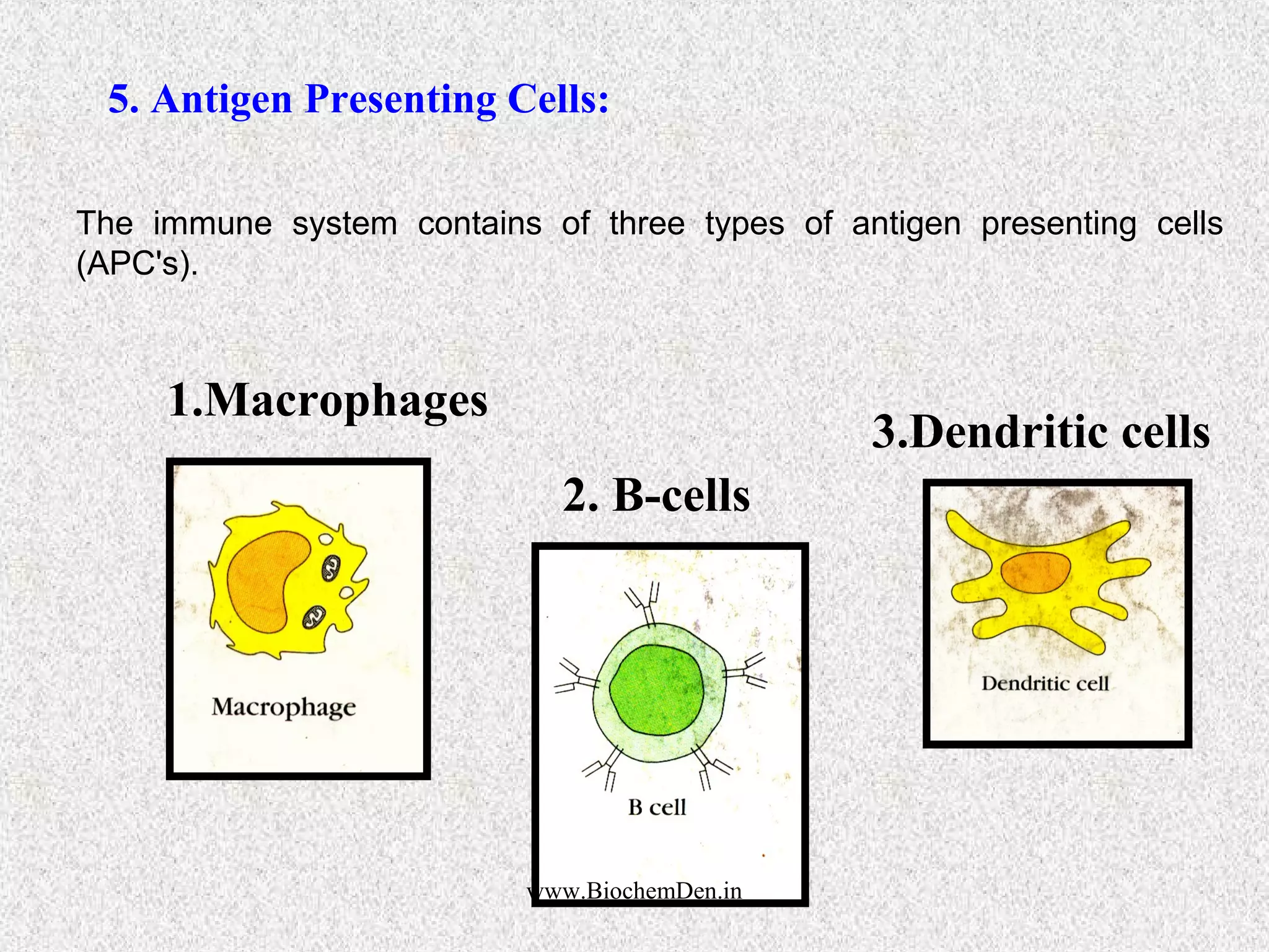 Cells of the immune system | PPT